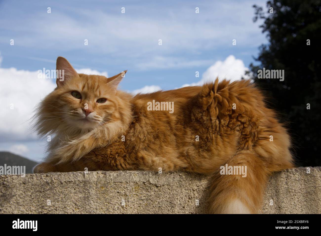Rare beautiful fluffy ginger tabby female long haired Stock Photo - Alamy