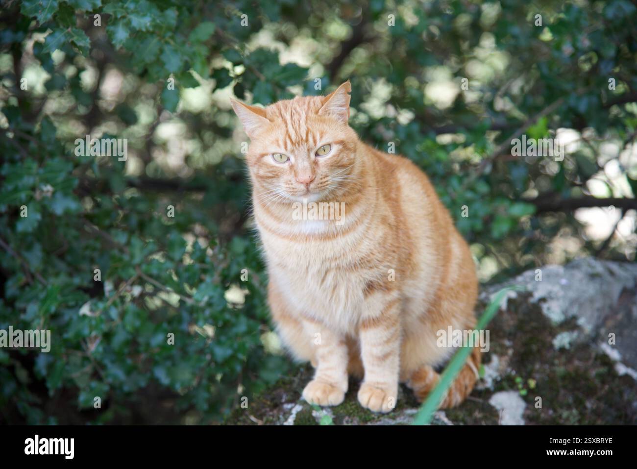 Orange Ginger tabby Male cat Silvestris Stock Photo - Alamy
