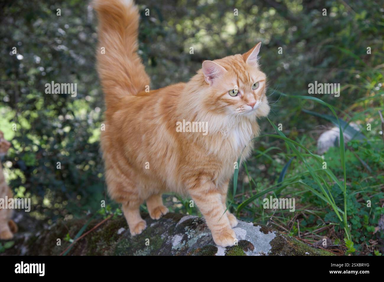 Rare beautiful fluffy ginger tabby female long haired Stock Photo - Alamy