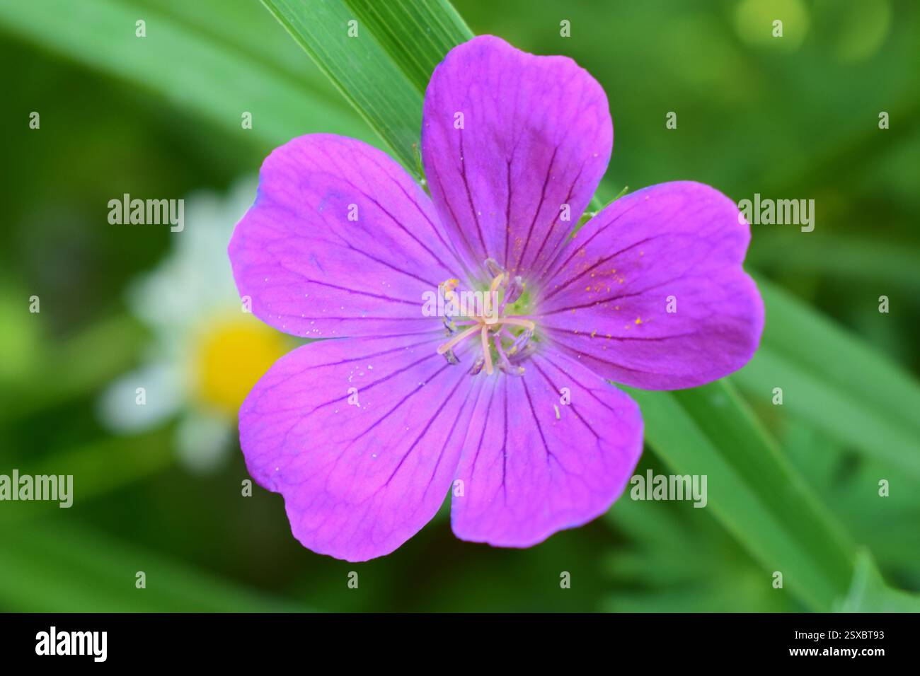 A vibrant purple flower with five petals and visible veins is centered ...