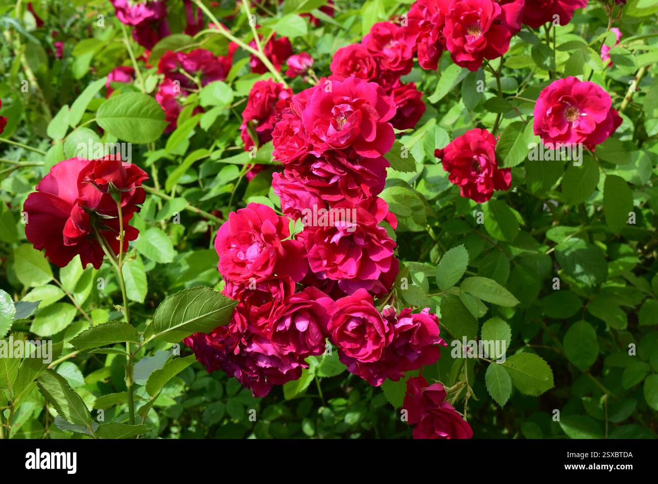 A cluster of vibrant red roses in full bloom, surrounded by lush green leaves. The flowers ...