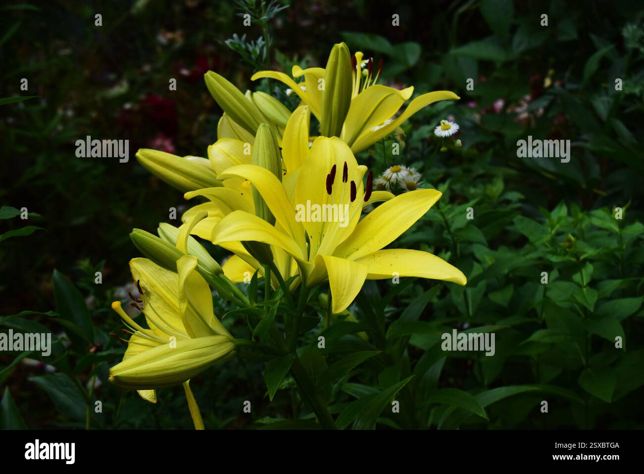 A cluster of vibrant yellow lilies in full bloom, surrounded by lush ...