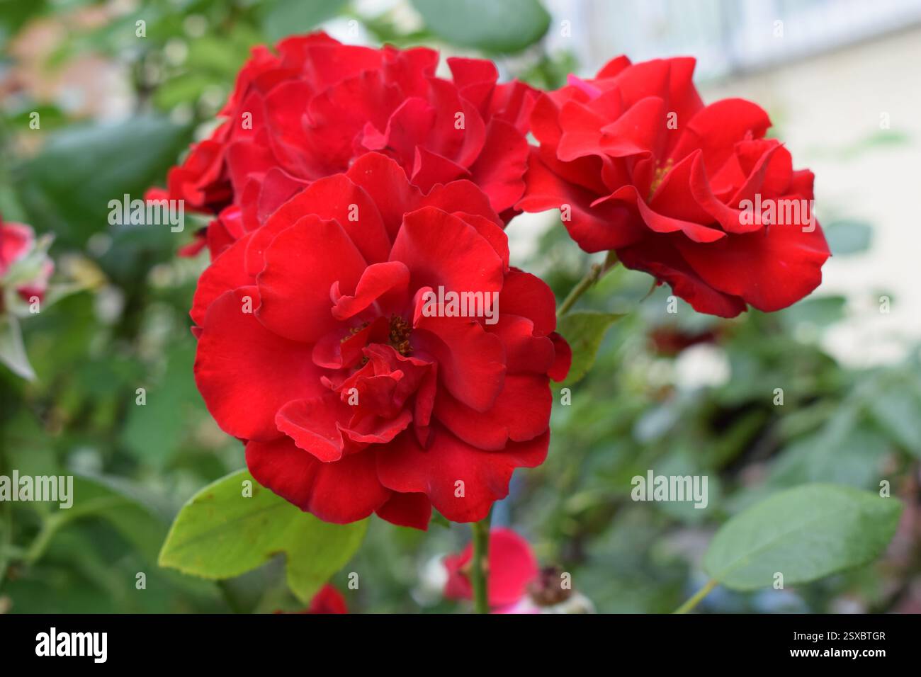 Red roses with vibrant petals in a natural setting, surrounded by green ...
