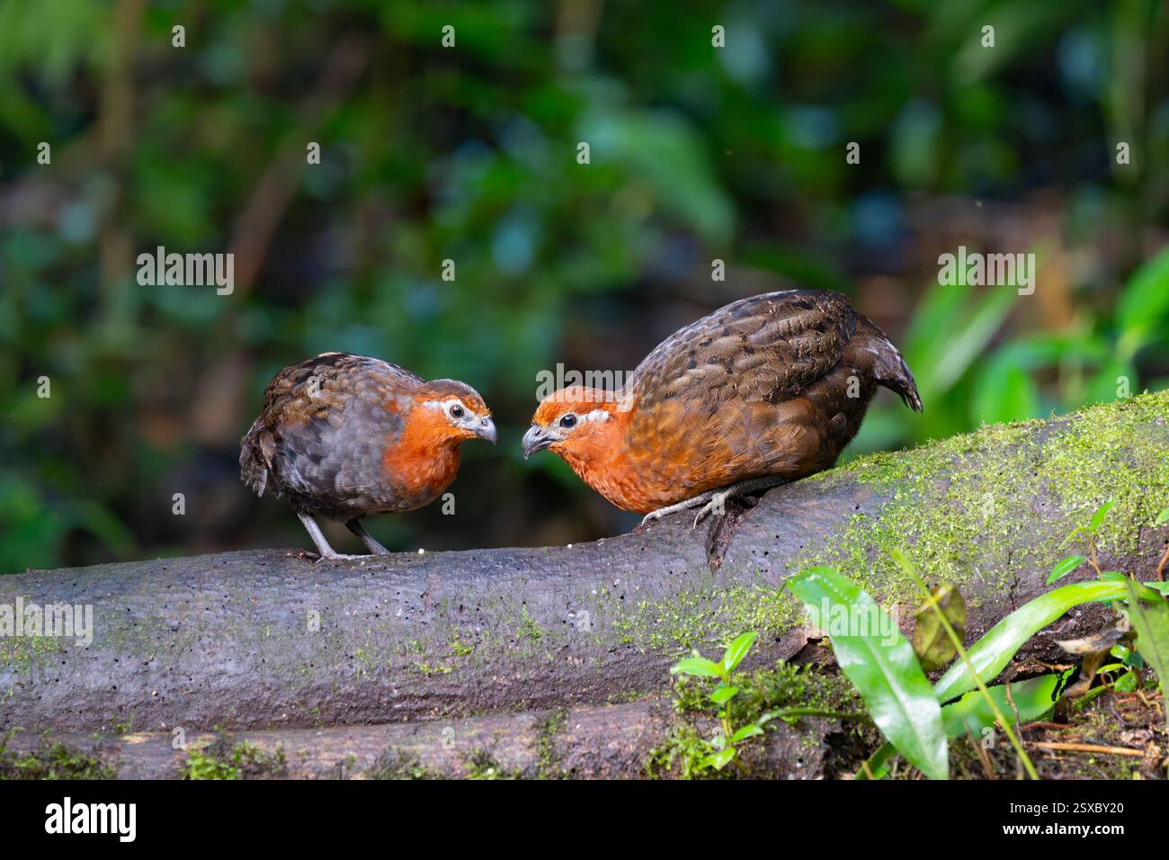 Two Chestnut Wood-quails (Odontophorus hyperythrus) foraging on the ...