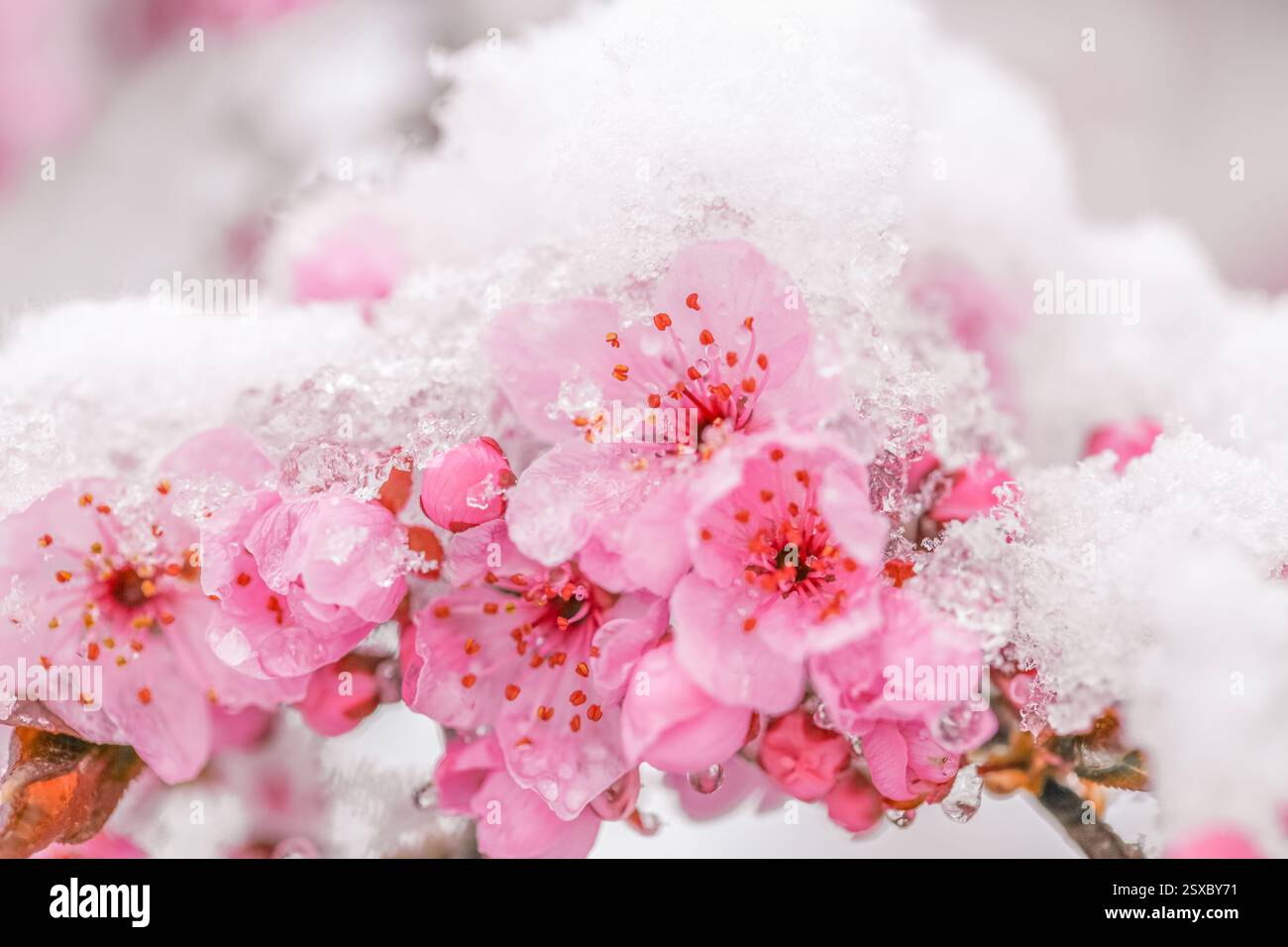 blooming background in pink and purple color.Pink Blossoms Covered in ...
