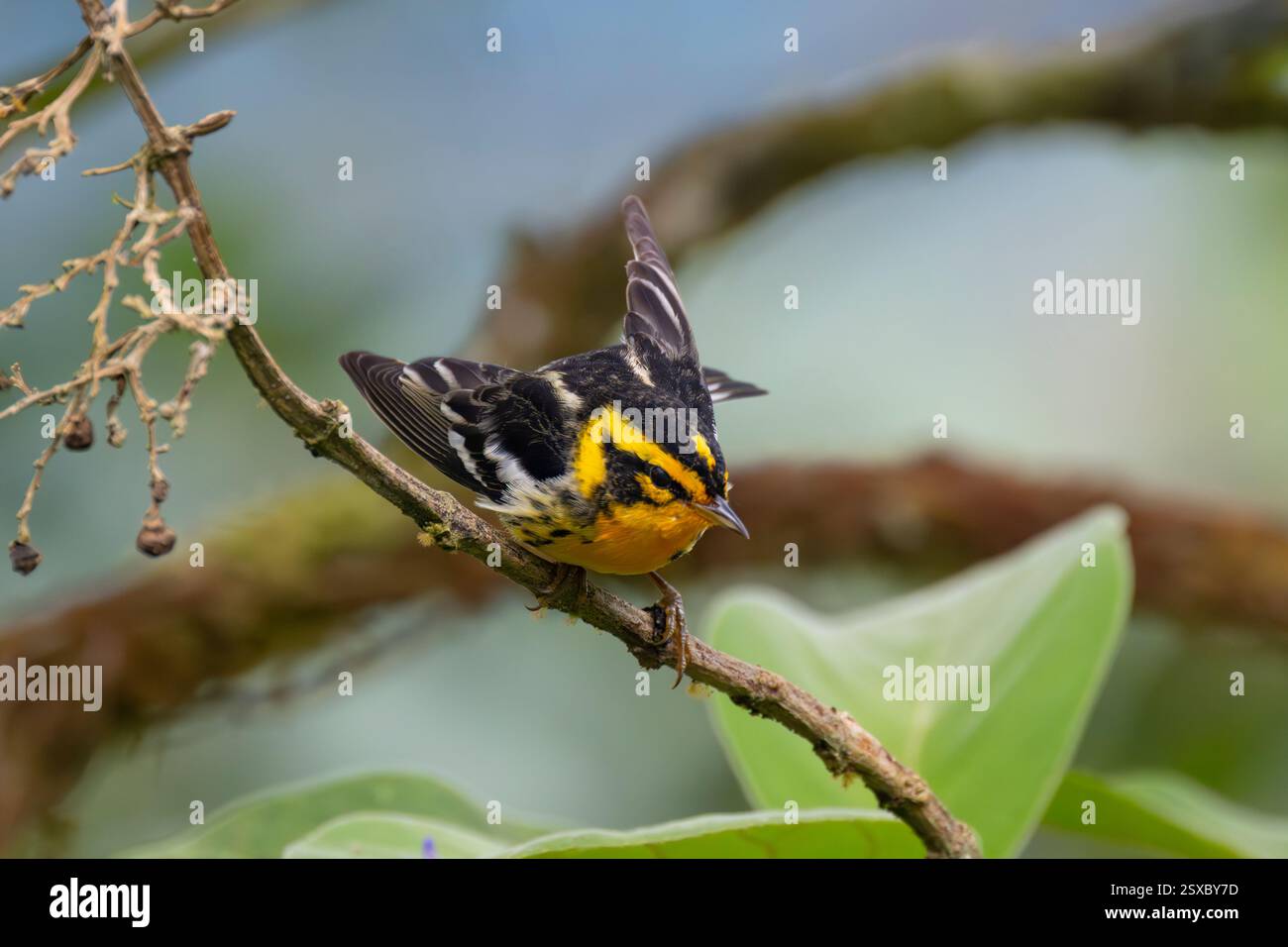 Blackburnian Warbler (Setophaga fusca) foraging in the cloud forest ...