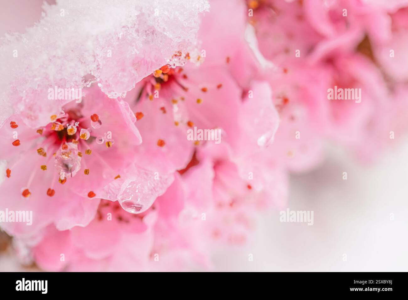Pink Blossoms Covered in Snow..Plum blossom in snowfall.Beautiful ...