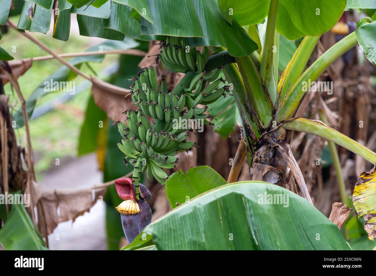 Tropical bananas tree hi-res stock photography and images - Alamy