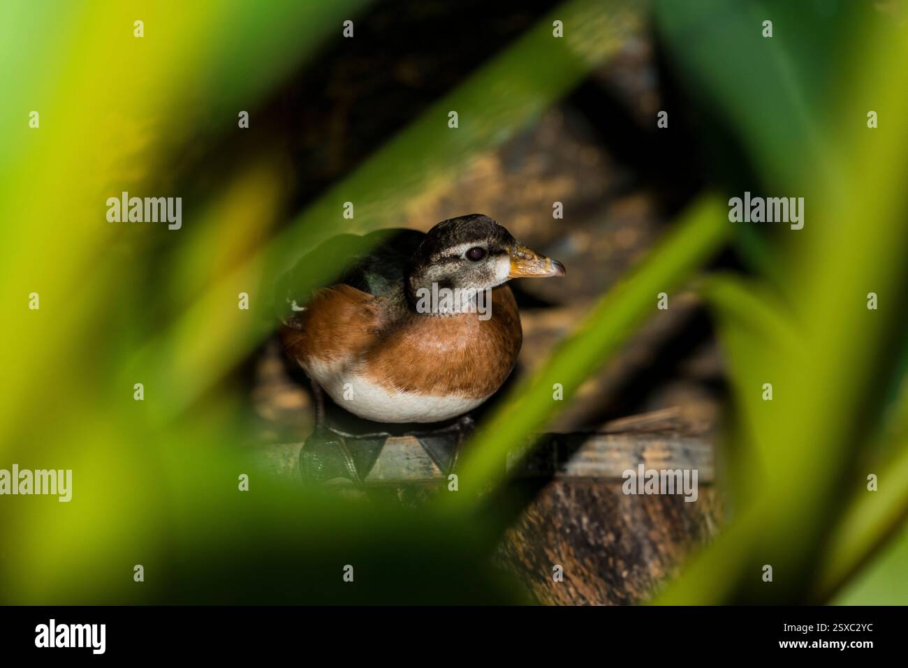 Duck Peeking Through Green Leaves in a Natural Forest Setting Stock ...