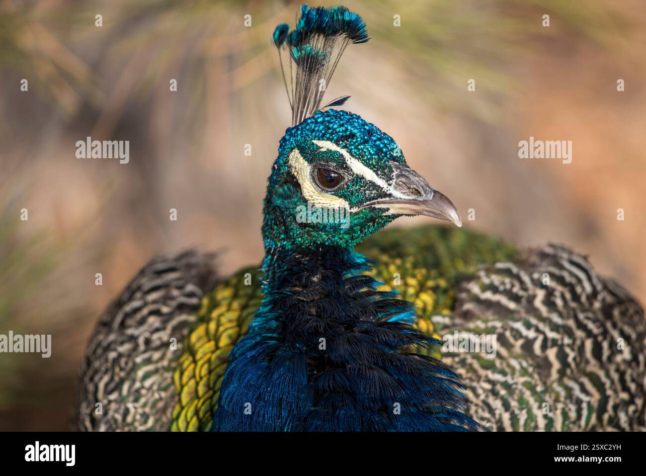 Close-Up of a Vibrant Peacock With Intricate Feather Patterns Stock ...