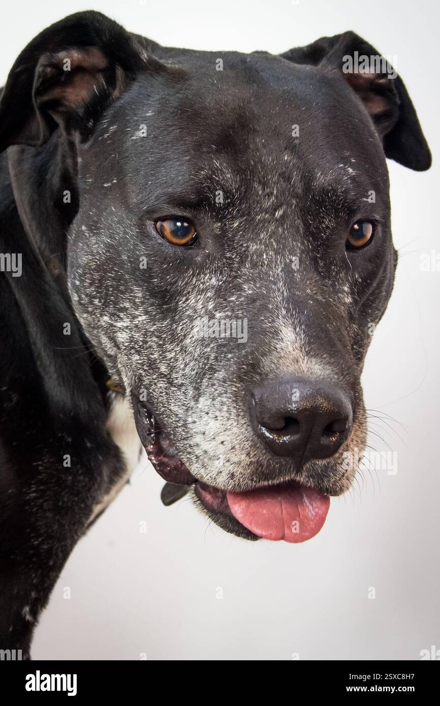 portrait of a great Dane dog Stock Photo - Alamy