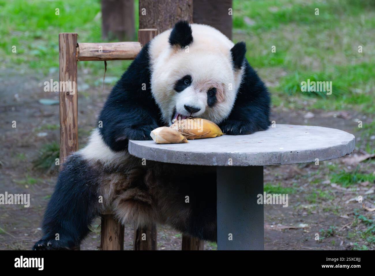 CHONGQING, CHINA - FEBRUARY 23, 2025 - Giant panda Yu Ai eats a bamboo ...