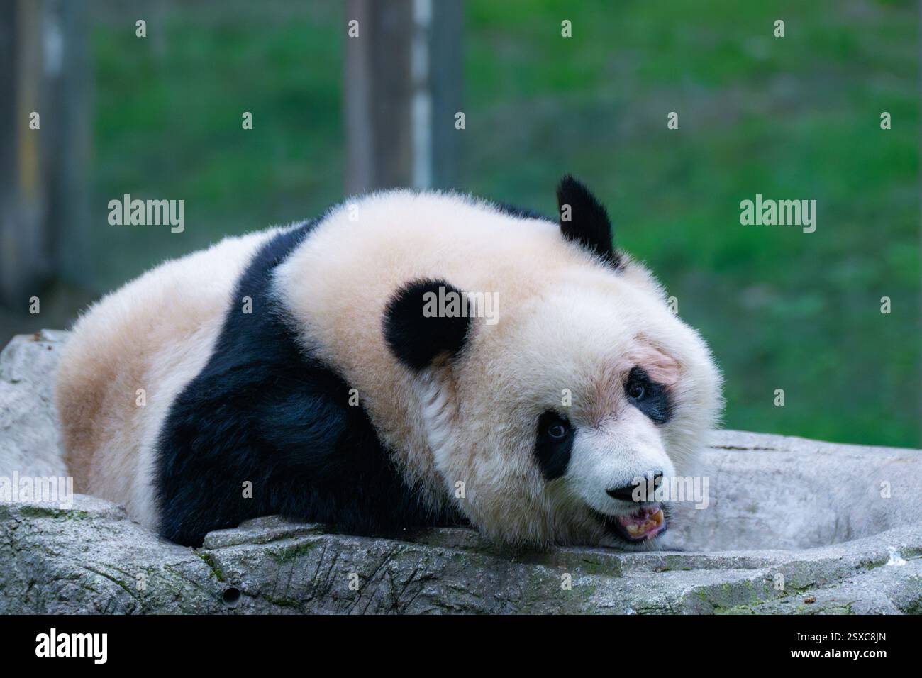 CHONGQING, CHINA - FEBRUARY 23, 2025 - Giant panda Yu Ai plays at ...