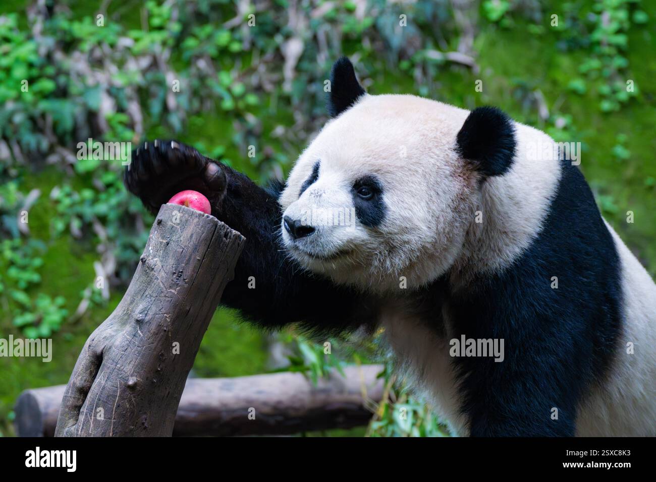 CHONGQING, CHINA - FEBRUARY 23, 2025 - Giant pandas eat apples at ...