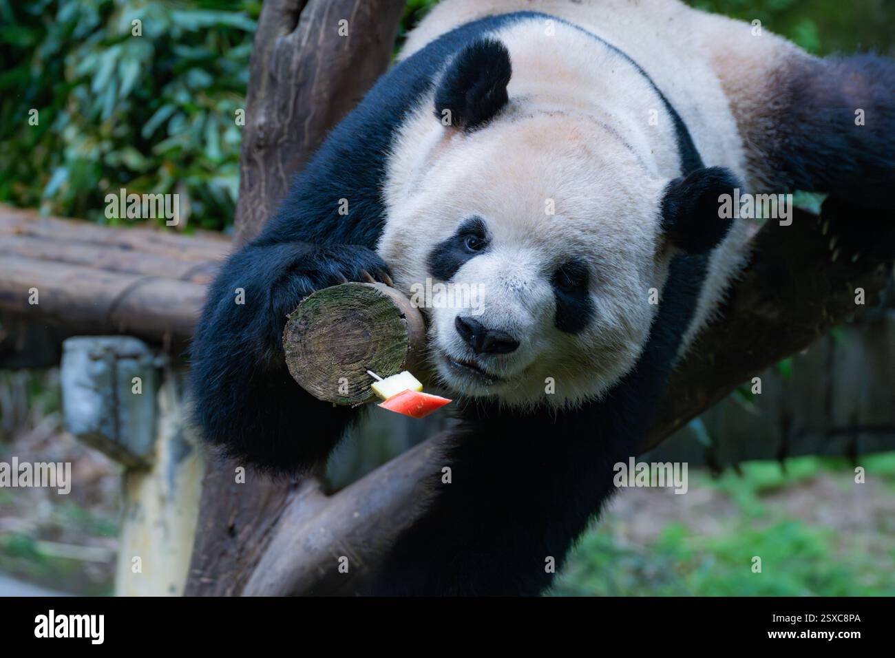 CHONGQING, CHINA - FEBRUARY 23, 2025 - Giant pandas eat a barbecue at ...