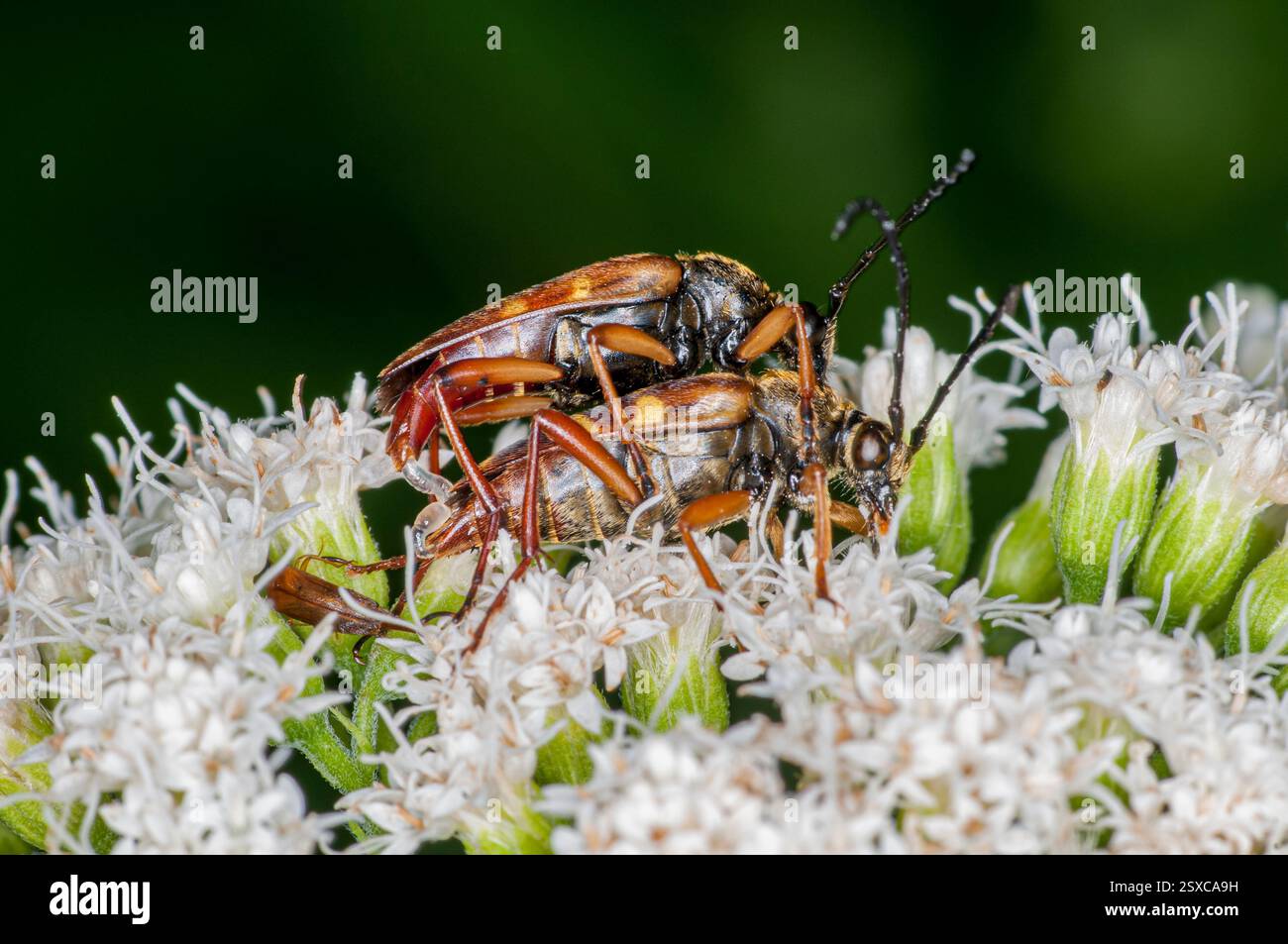 Endophallus hi-res stock photography and images - Alamy