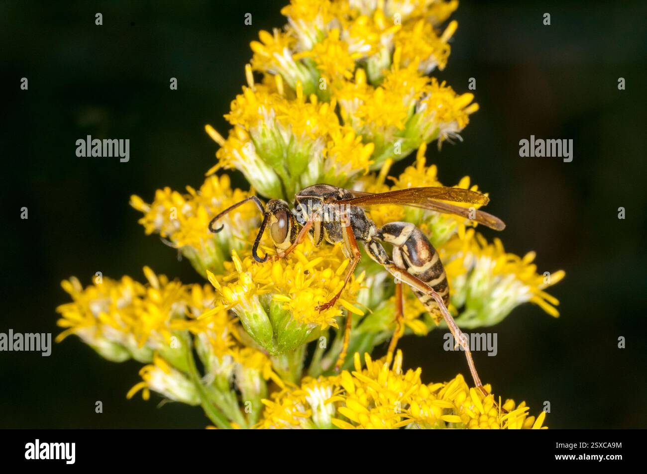 Dark paper wasp polistes hi-res stock photography and images - Alamy