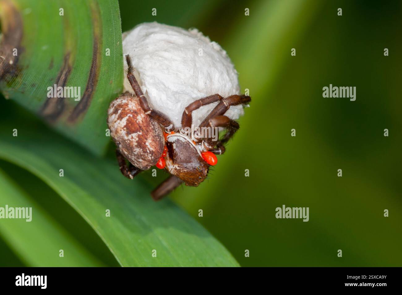 Vadnais Heights, Minnesota. John H. Allison Forest. Ground crab spider ...