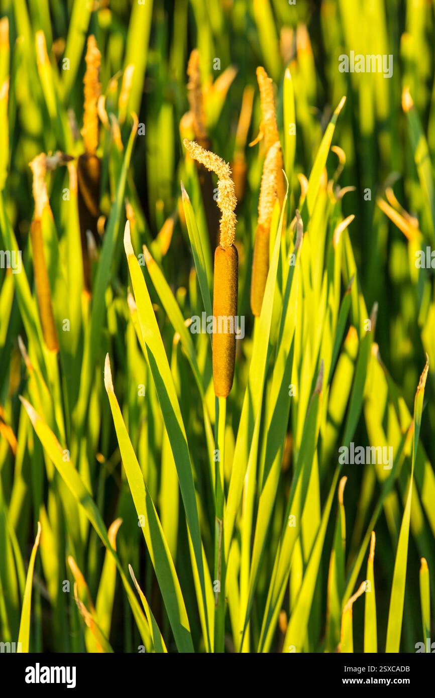 Bunch of green plants with brown stems. The stems are long and thin ...