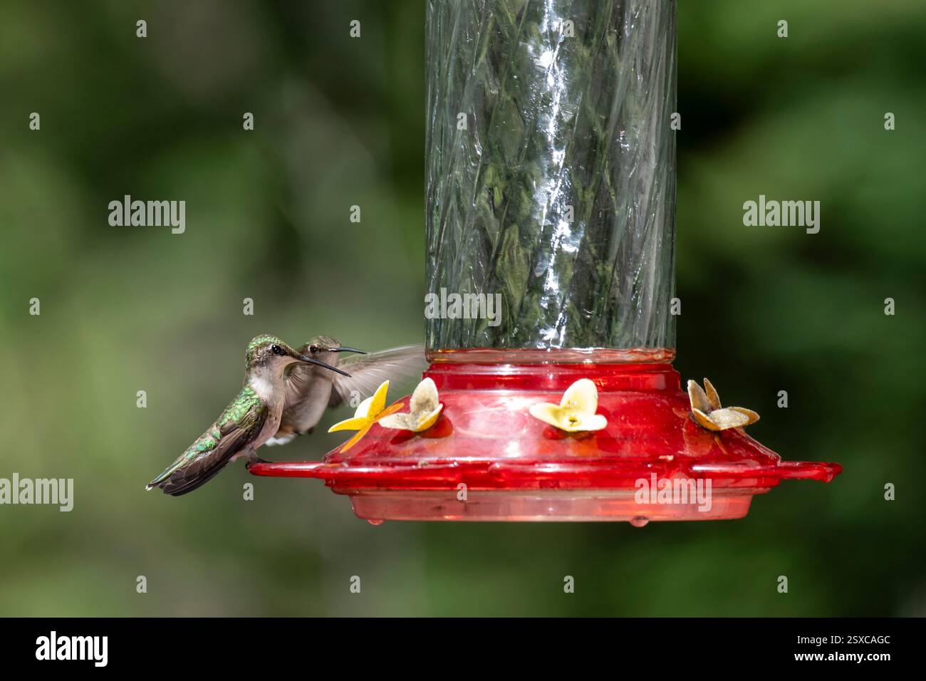 Danbury, Wisconsin. Two female Ruby-throated Hummingbirds, Archilochus ...