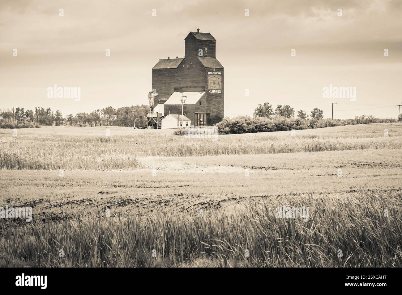 Grain silo is in the middle of a field. The silo is old and has a lot ...