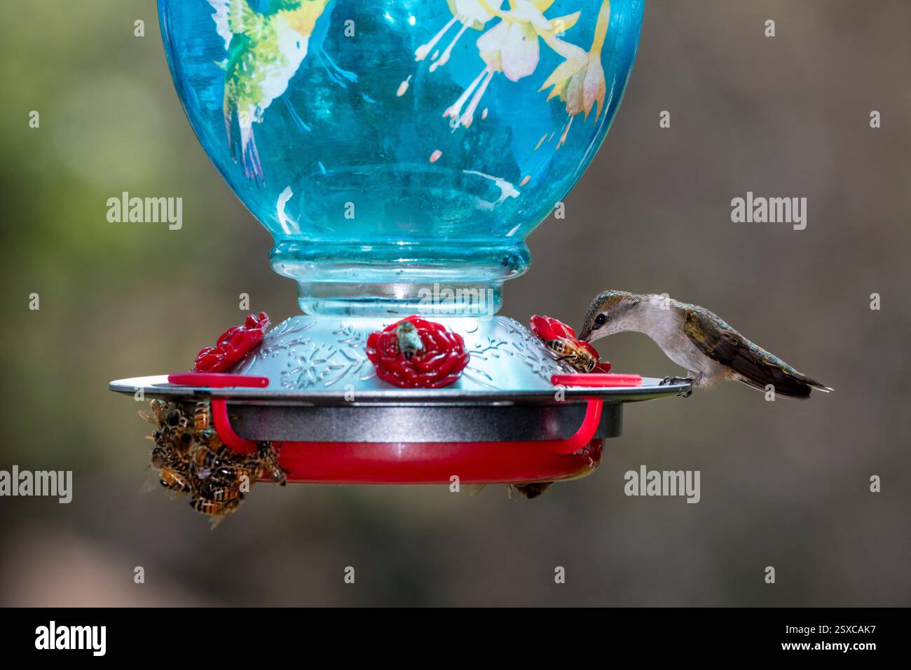 Danbury, Wisconsin. A female Ruby-throated Hummingbird, Archilochus ...