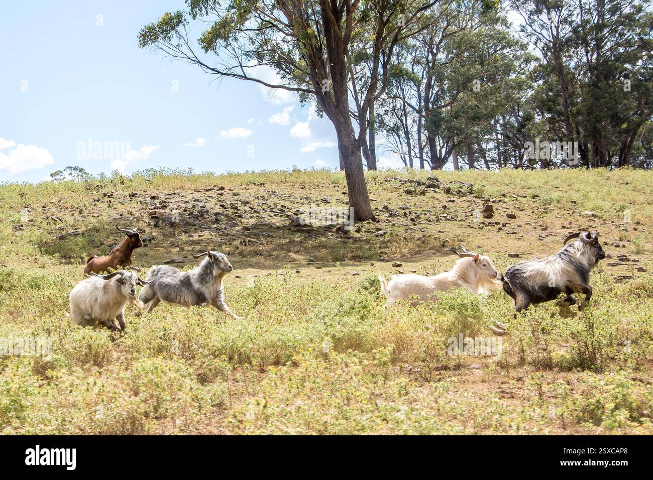 feral goats in the paddock Stock Photo - Alamy