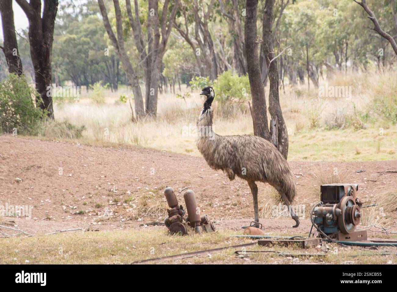 Beautiful emu birds hi-res stock photography and images - Alamy