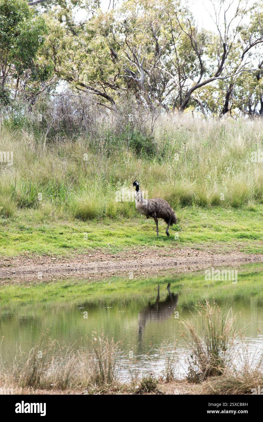 Beautiful emu bird hi-res stock photography and images - Alamy