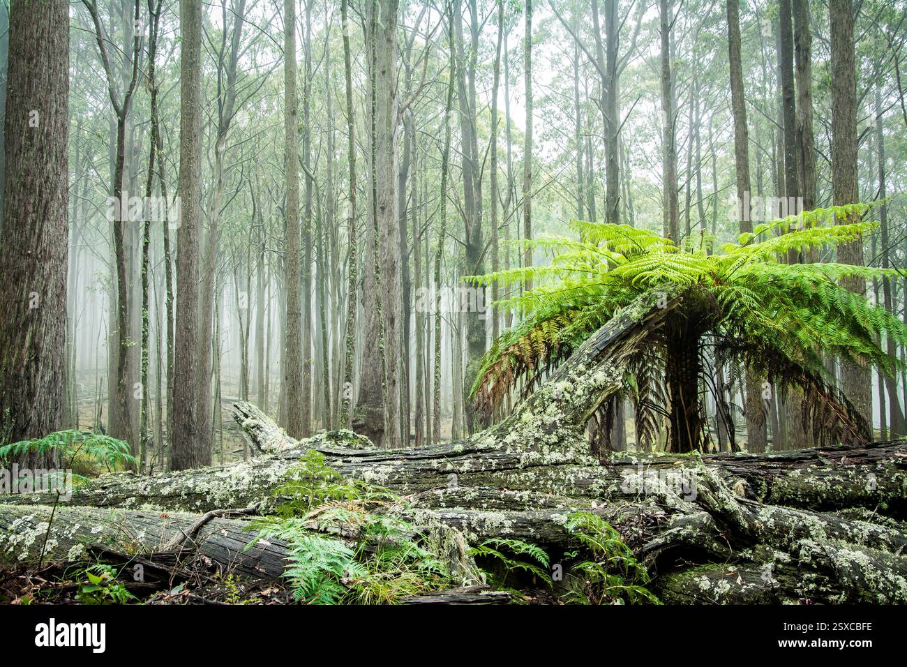 Australian rainforest tree hi-res stock photography and images - Alamy