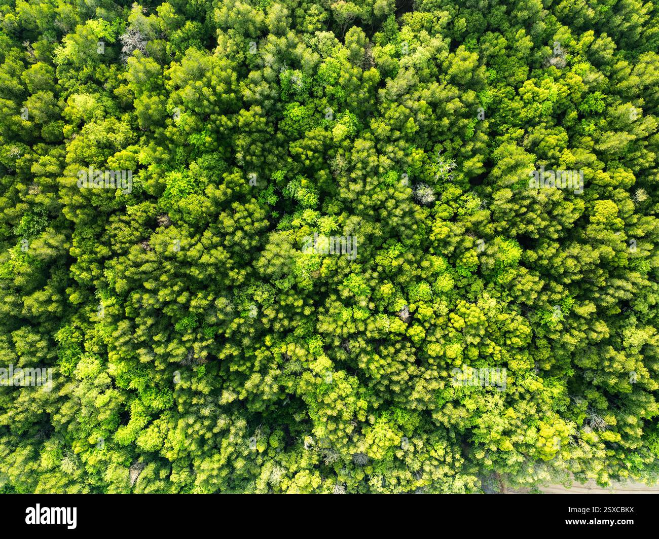 Top view Forest lake landscape,Rainforest ecosystem and healthy ...
