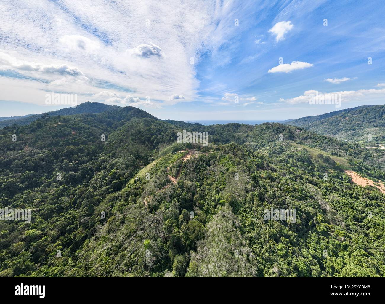 Aerial shot dense tree canopy hi-res stock photography and images - Alamy