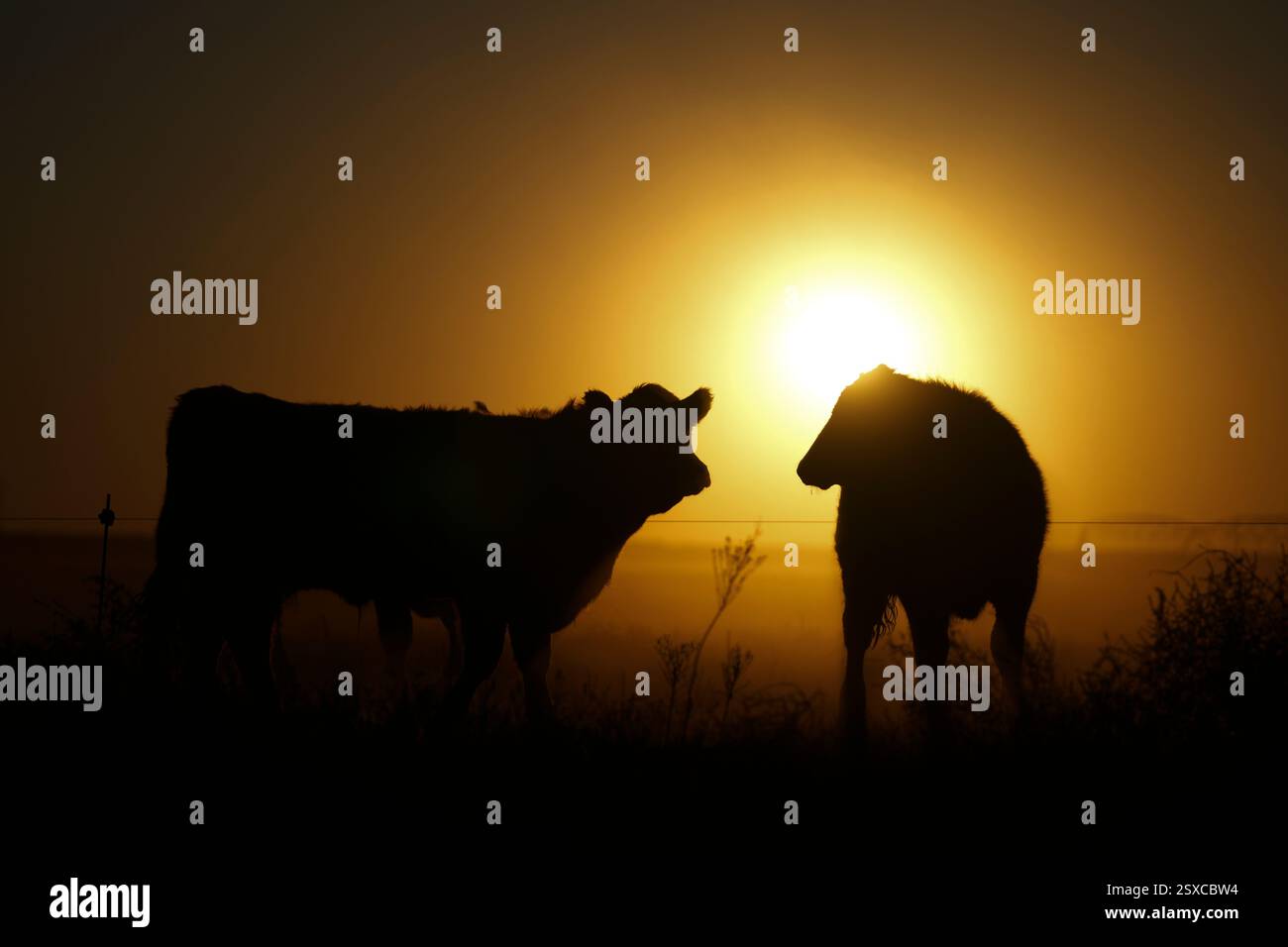 The sun begins to set as cows graze a field Sunday, Feb. 23, 2025, in ...
