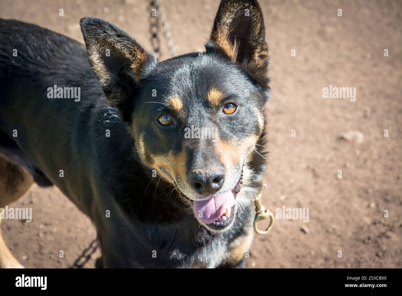 portrait of a kelpie dog Stock Photo - Alamy