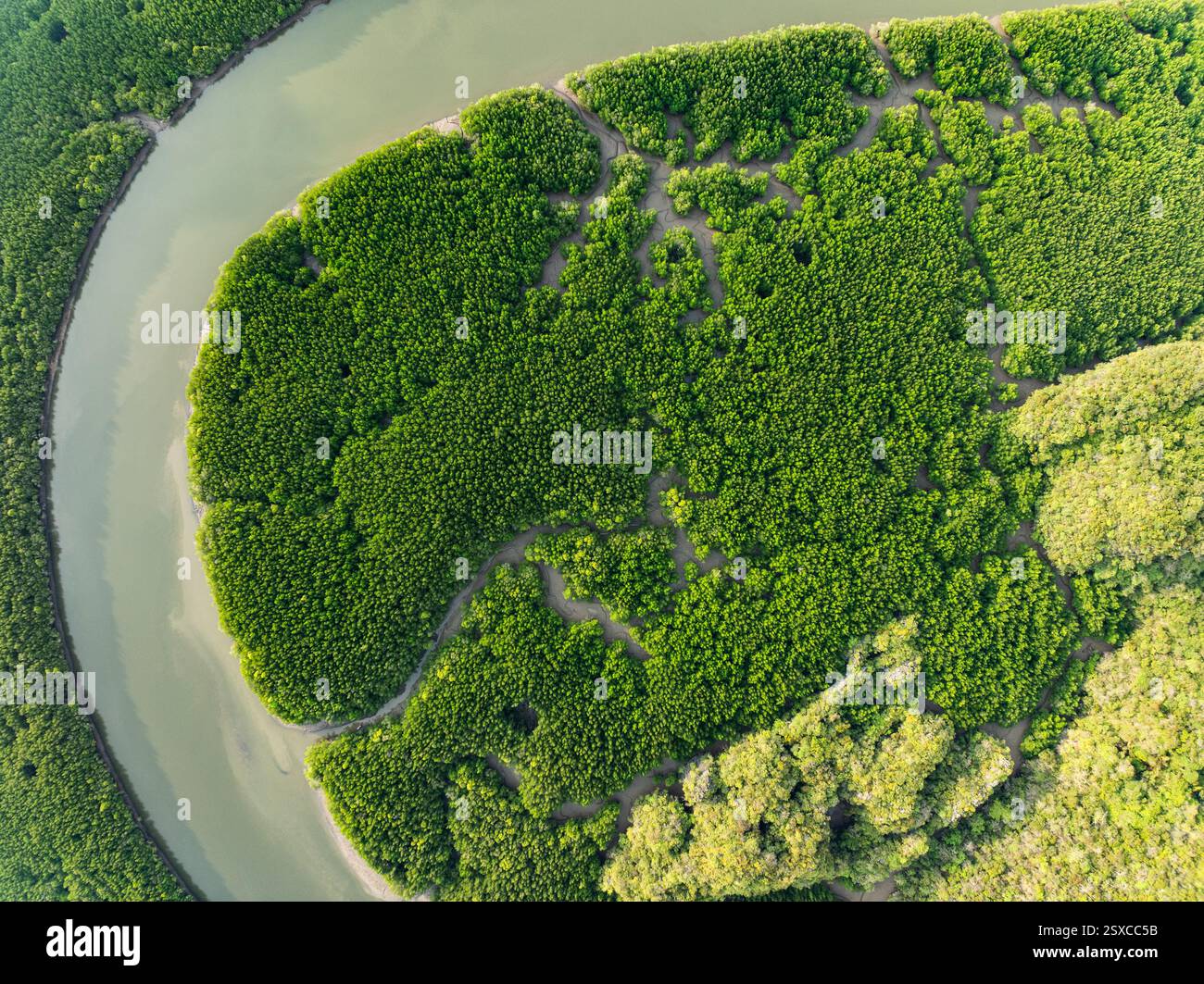 Top view Forest lake landscape,Rainforest ecosystem and healthy ...