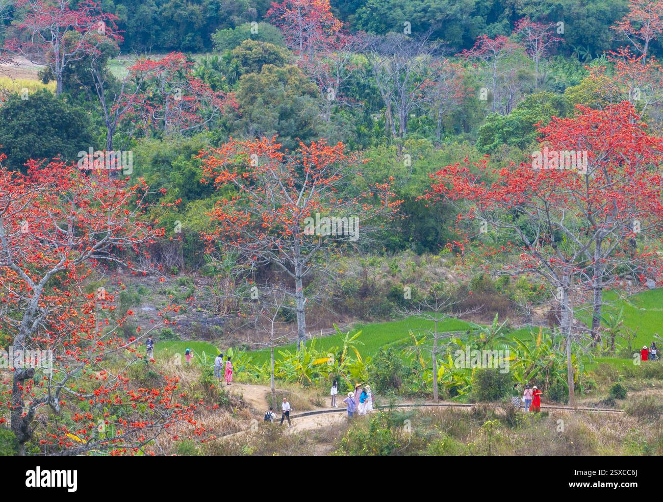 Changjiang,China.21th February 2025. Tourists visit the blossoming Red ...