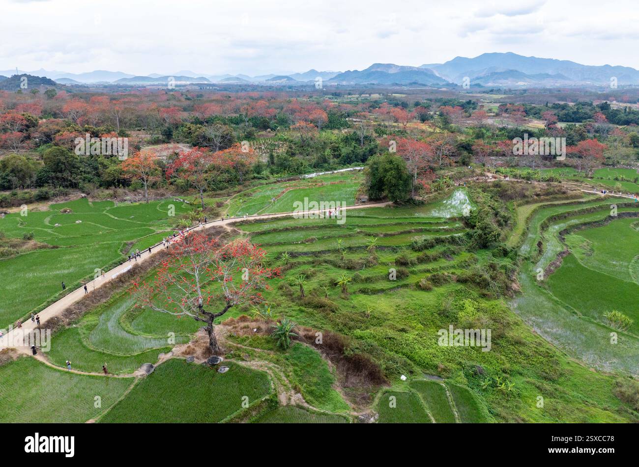 Changjiang,China.21th February 2025. Red Silk Cotton Tree (Bombax ceiba ...