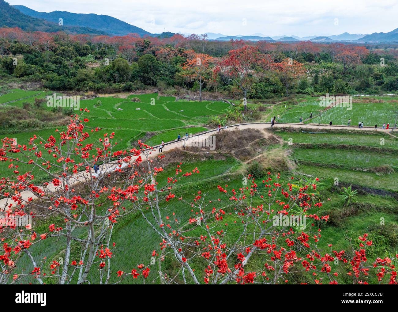 Changjiang,China.21th February 2025. Red Silk Cotton Tree (Bombax ceiba ...