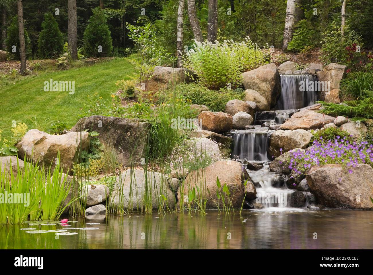 Man-made cascading waterfall and pond with pink Nymphaea 'Mayla ...