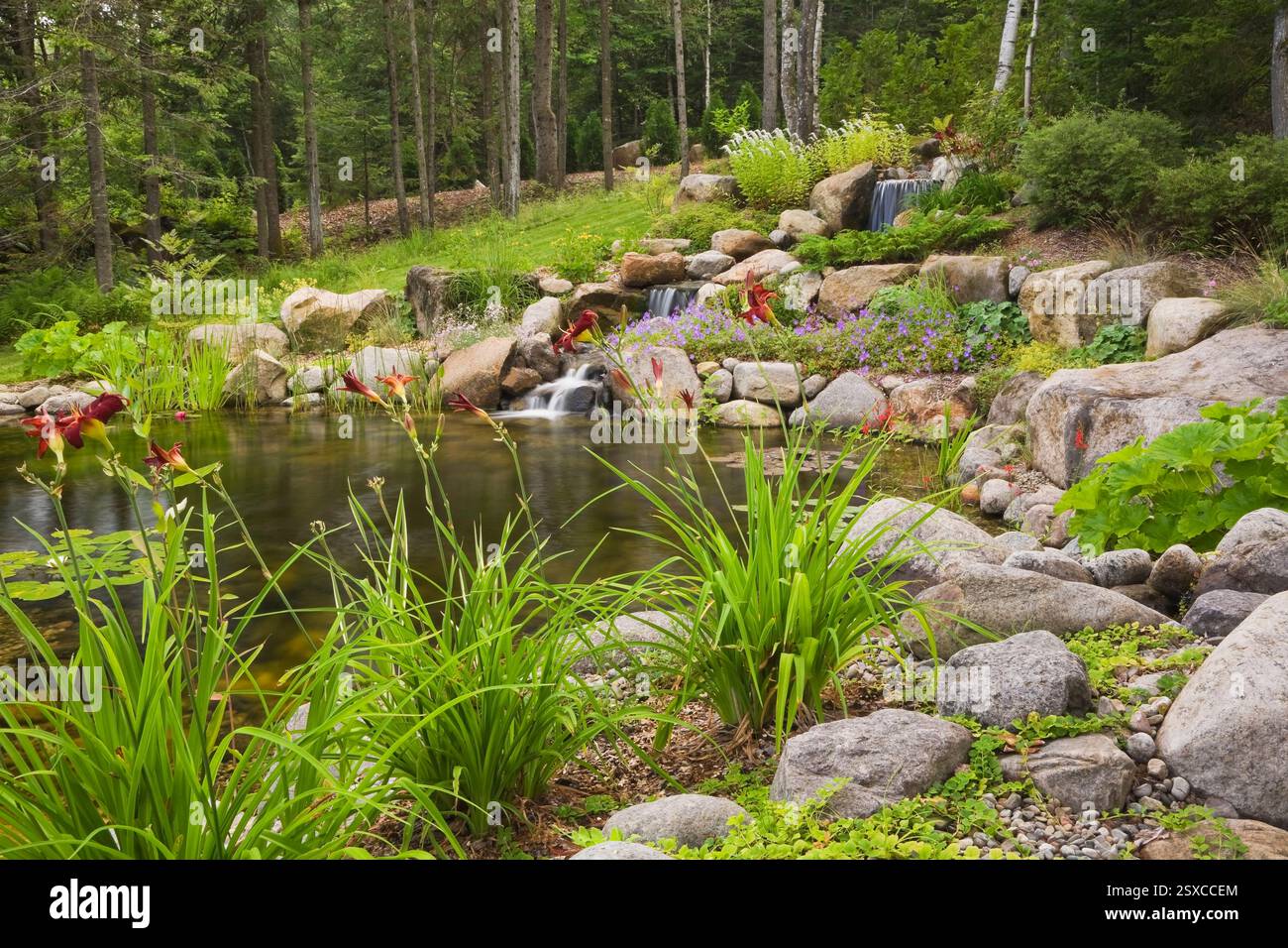 Man-made cascading waterfall and pond with Typha latifolia - Common ...