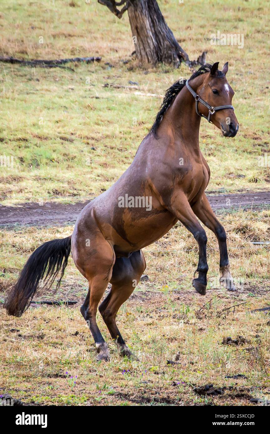 Rear up horse hi-res stock photography and images - Alamy