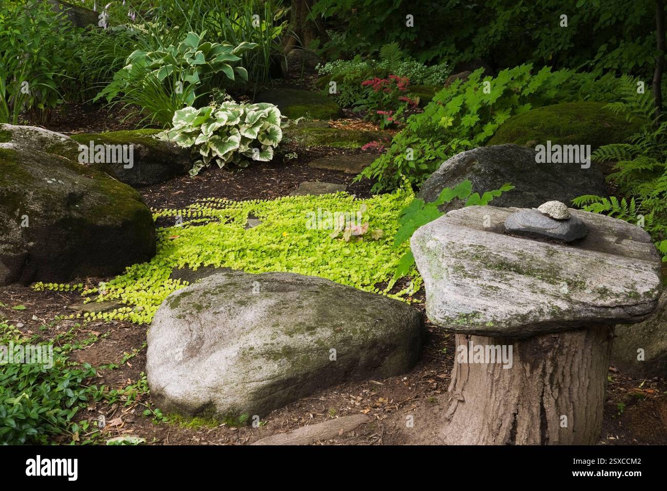 Border with natural rock sculpture on top of tree trunk, lysimachia ...
