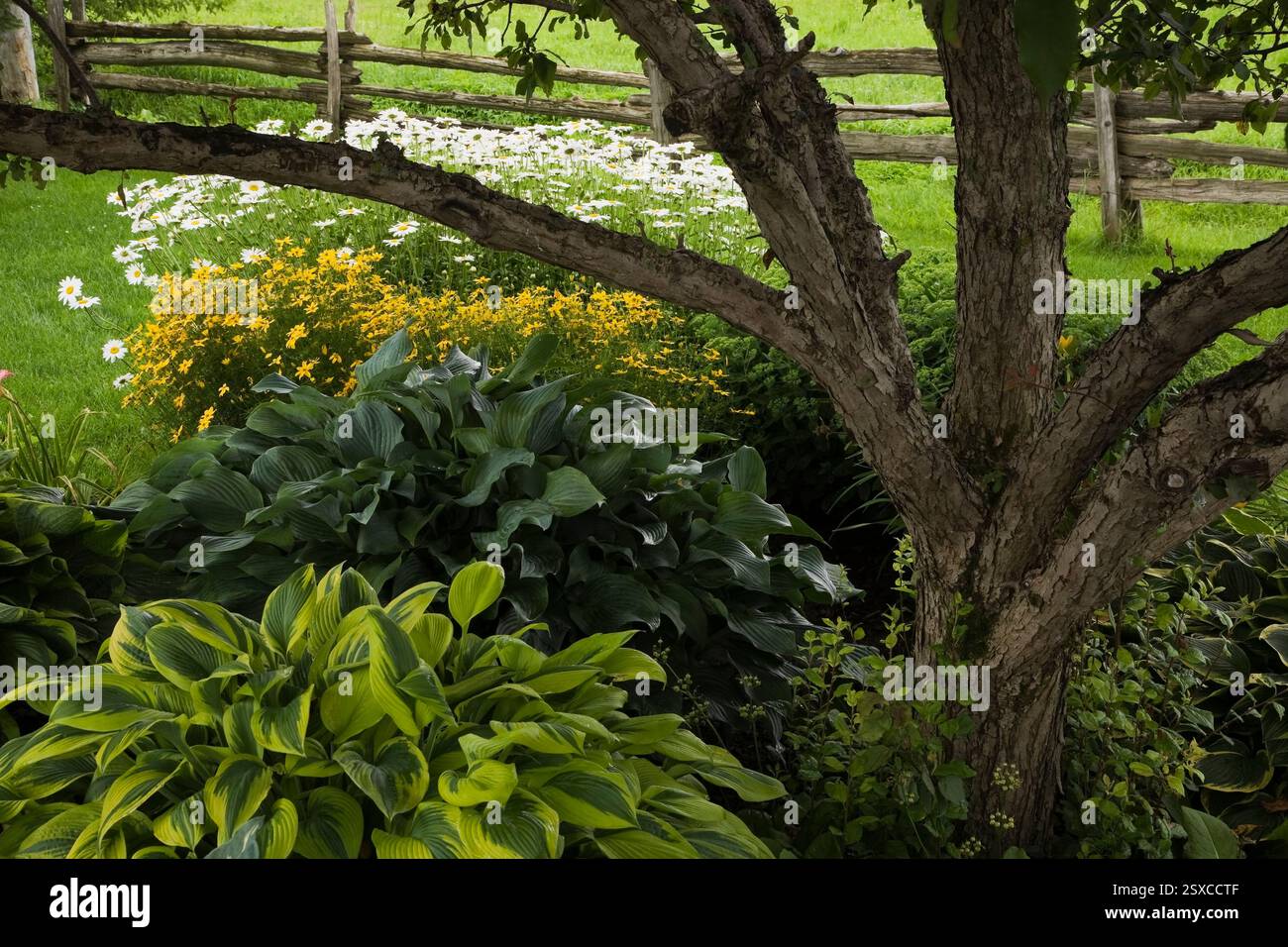 Malus - Apple tree underplanted with Hostas 'Alex Summers', 'Krossa ...