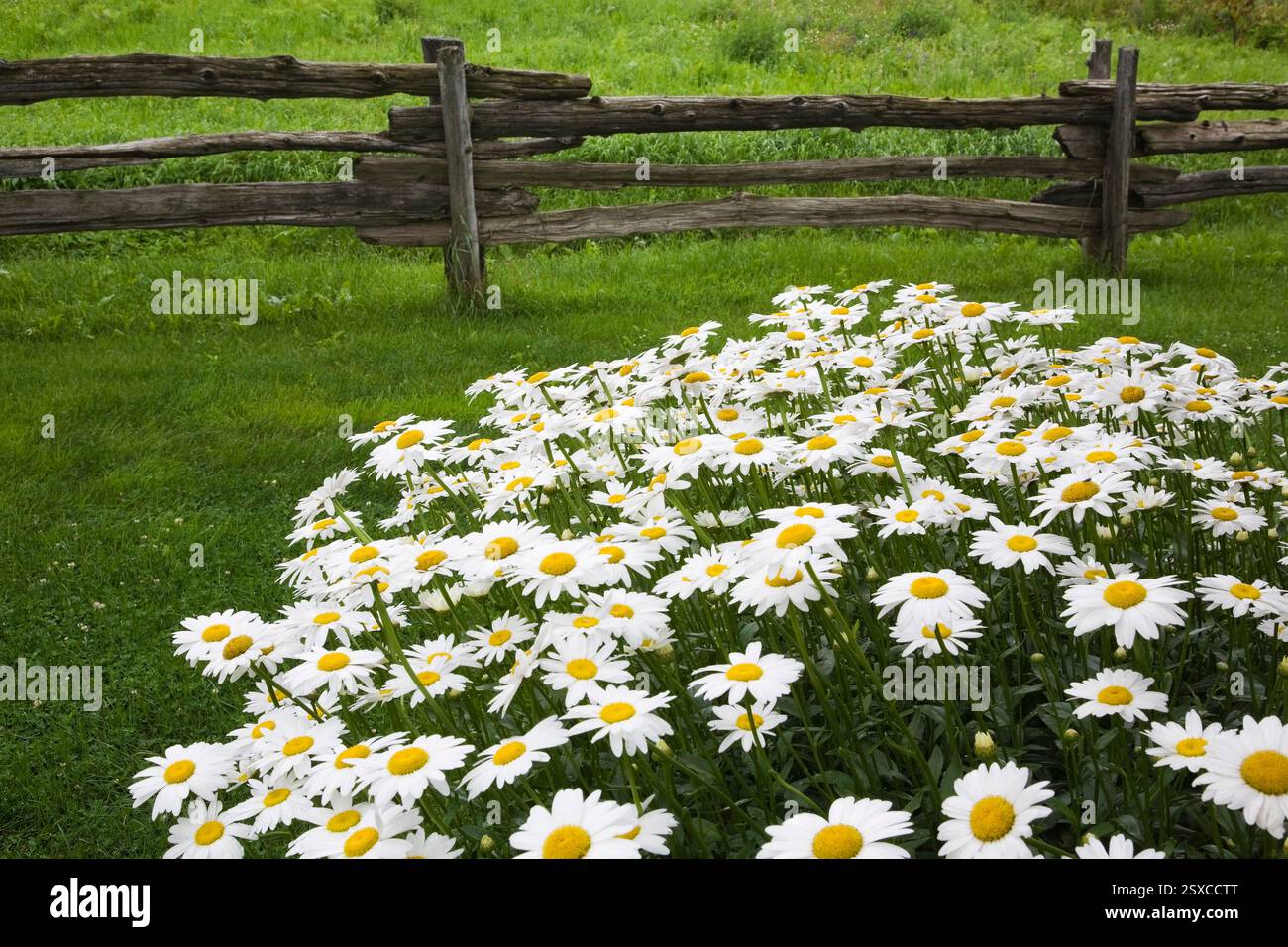 White and yellow Leucanthemum x superbum 'Becky' - Daisy flowers and ...