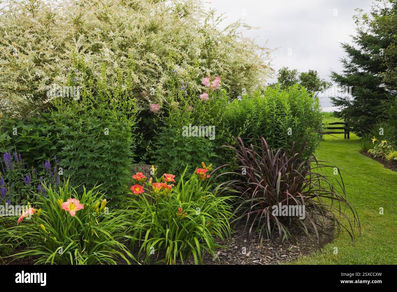 Borders with pink Hemerocallis 'Shipshape', red 'Radar Love', Aconitum ...
