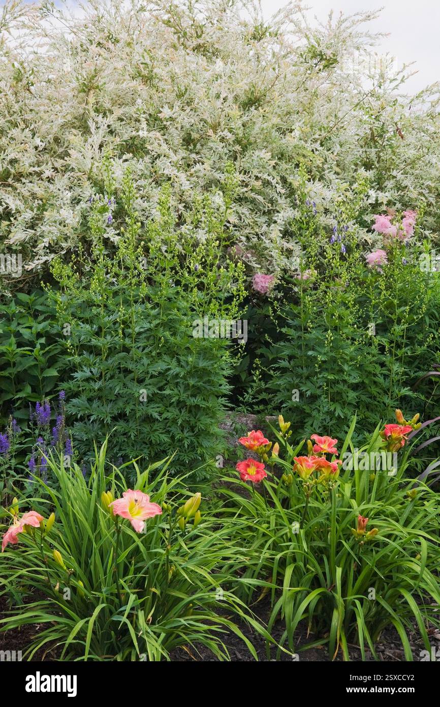 Borders with pink Hemerocallis 'Shipshape', red 'Radar Love', Aconitum ...