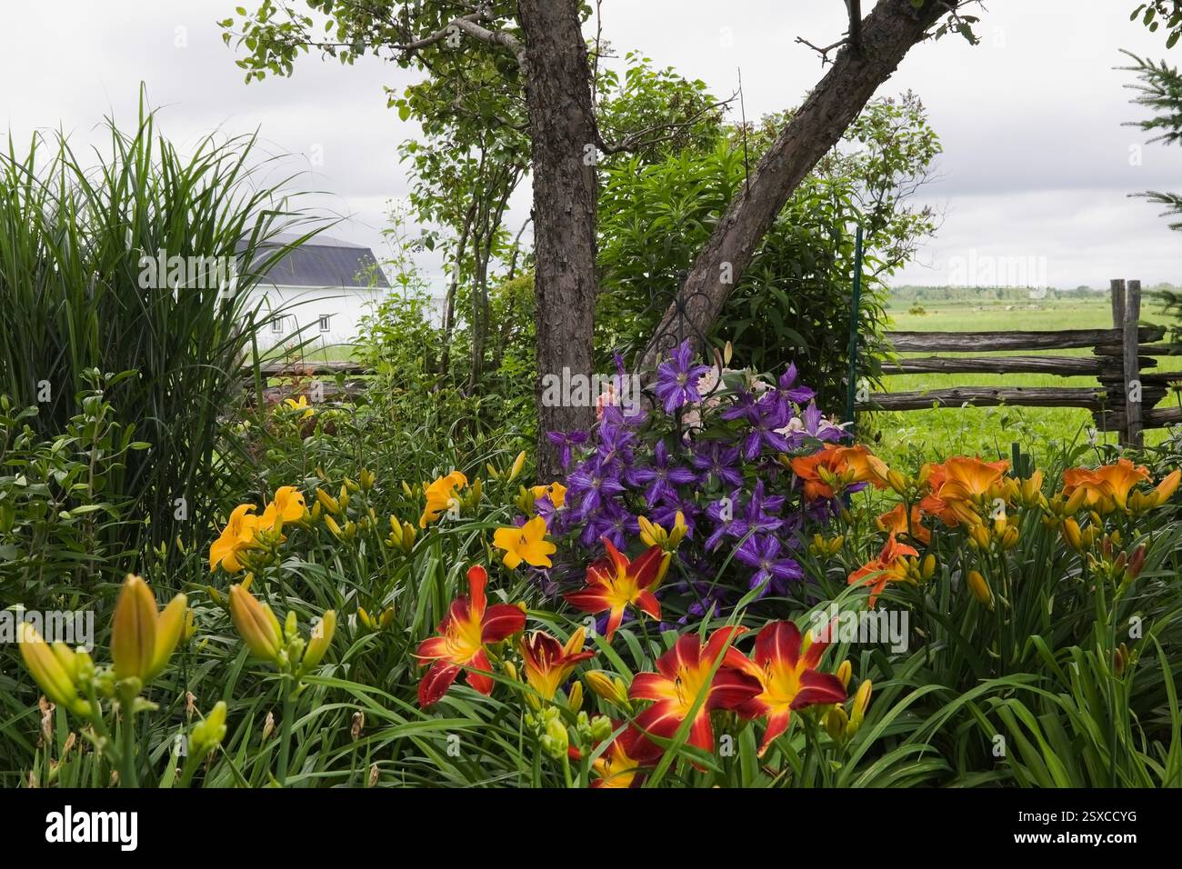 Red and yellow Hemerocallis 'Ruby Spider', 'Cœur de Rocker ...