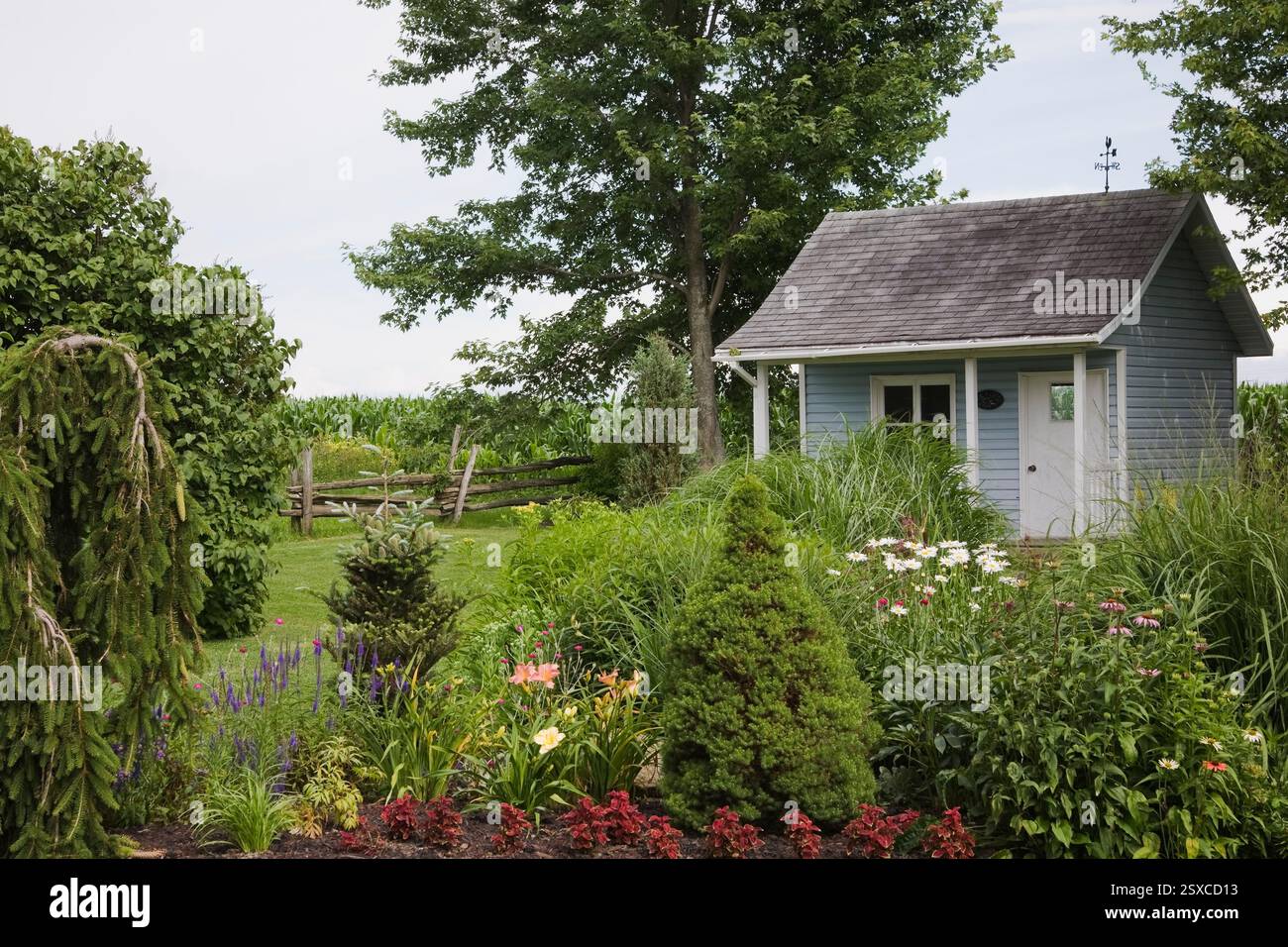 Blue and white garden shed, border with Picea glauca pendula - weeping ...
