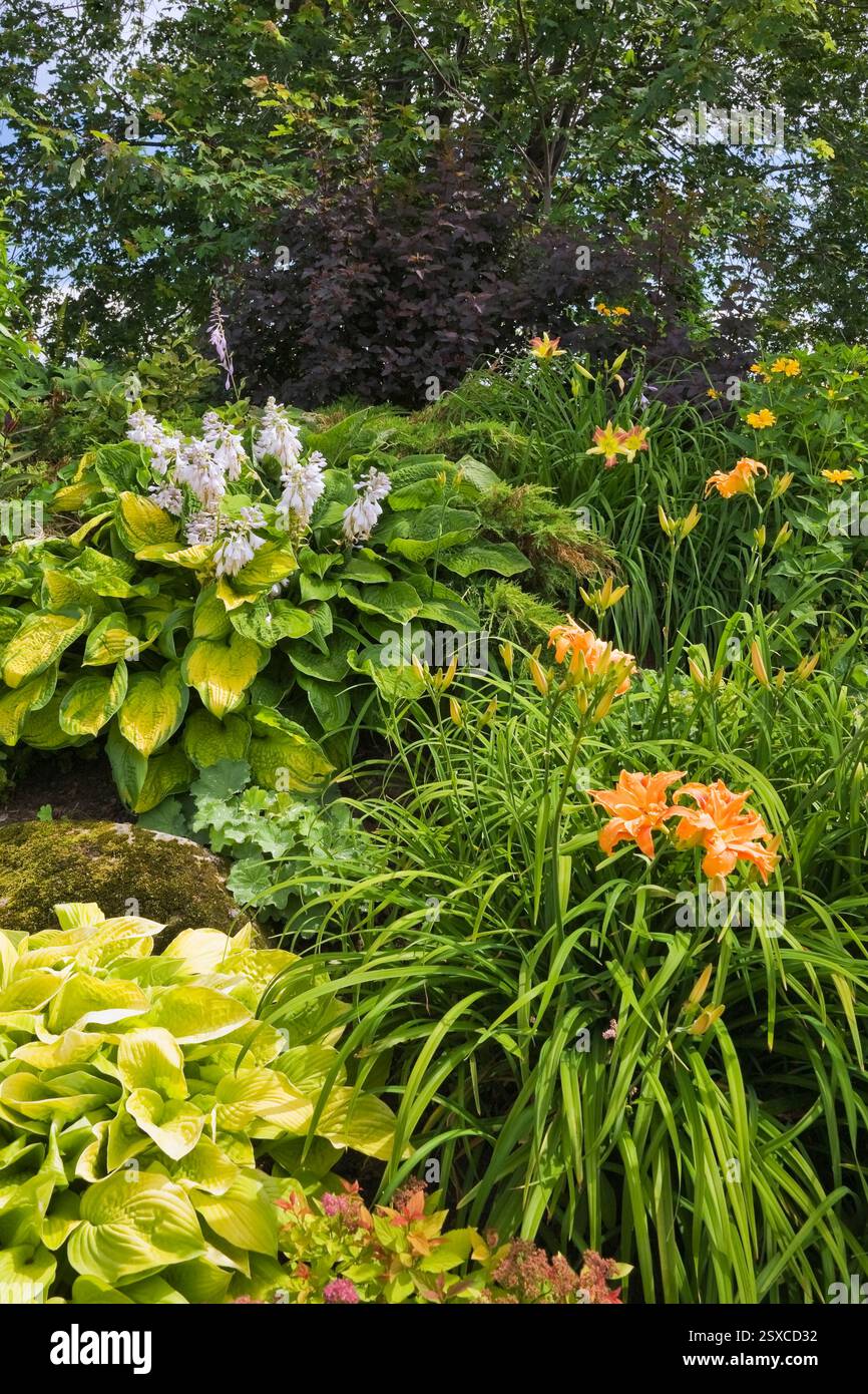 Hosta plants and orange Hemerocallis - Daylily flowers, Physocarpus ...