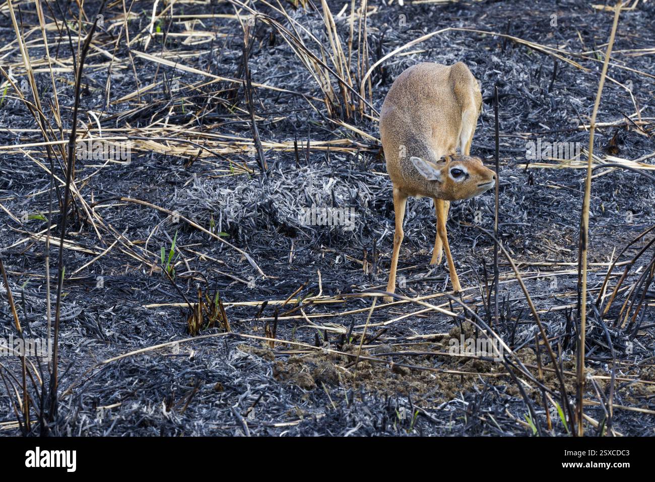 A female Dik-dik (genus Madoqua} grazing in a burnt area of shrubland ...